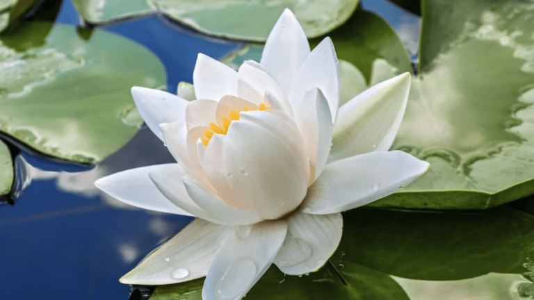 Zen Center of Denver